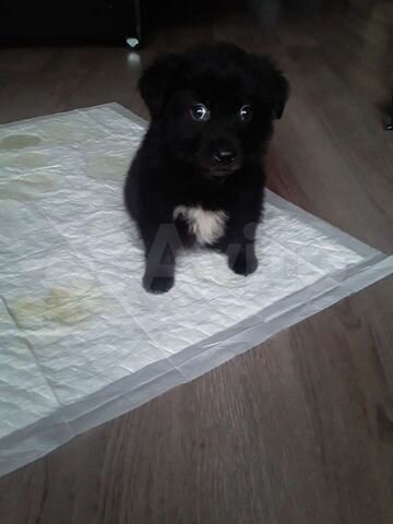 Собака в добрые руки щенок