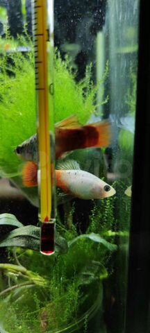 Пецилии флаговые голубо-коралловые