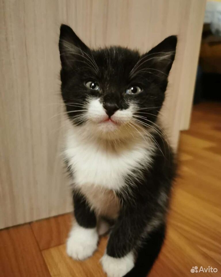 Малышка Фиона в поисках дома