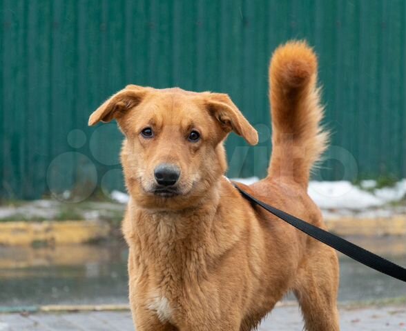 Бавшедомашний Принц Гарри ищет дом