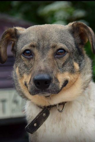 Собака в добрые руки