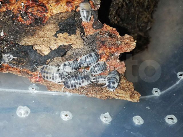 Мокрицы Porcellio laevis dairy cow