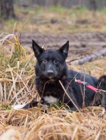 Пёс Вилли ищет дом