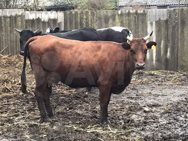 Корова дойная