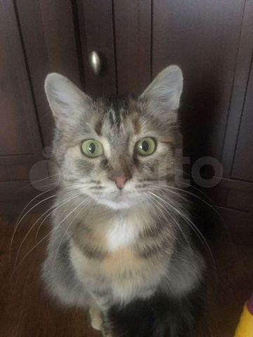 Кошка в дар 1 год