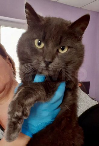 Шикарный молодой кастрированный котик в добрые рук