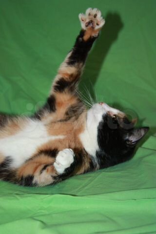 Умница, красавица и просто чудо-кошка