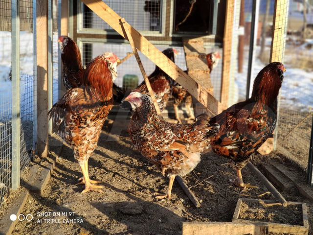 Петухи орловской породы