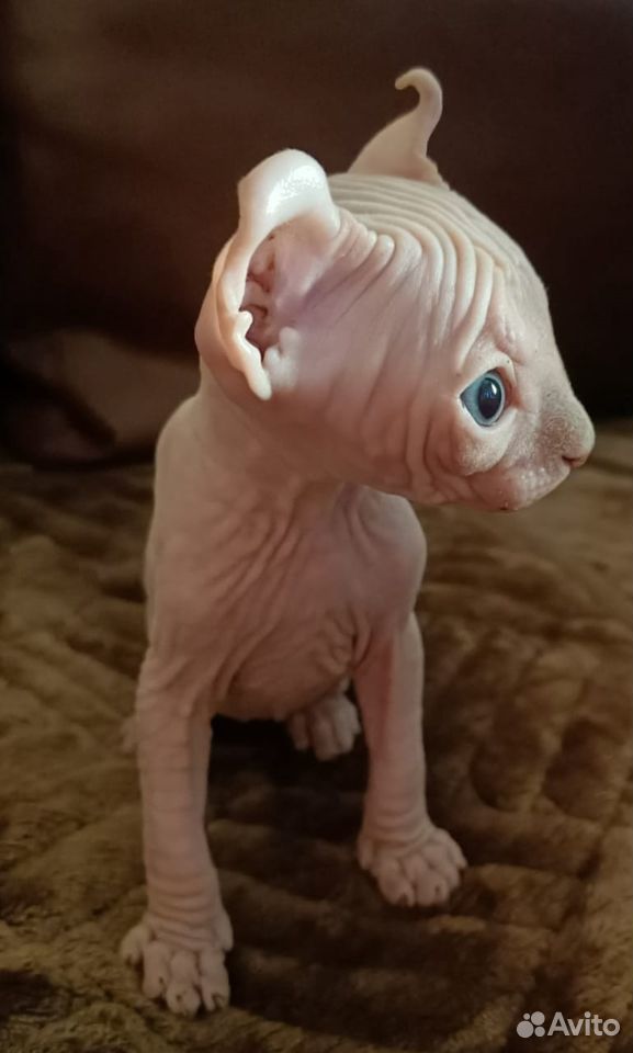 Канадский сфинкс