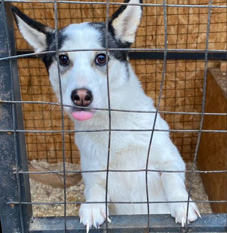 Забавная Хася